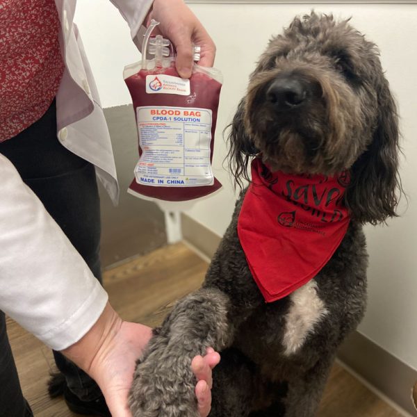 Animal Blood Bank - Northwood Animal Hospital
